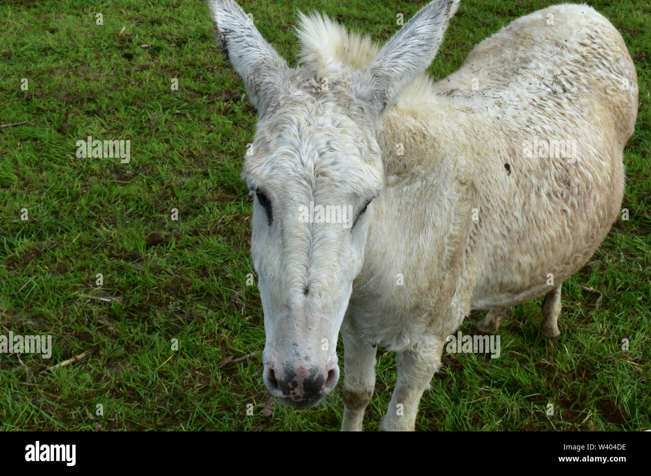 Donkey rolling hi-res stock photography and images - Alamy