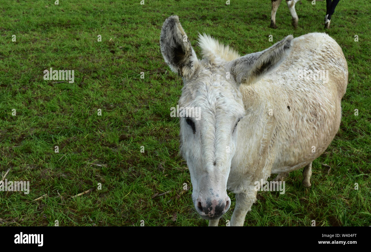 White burro standing in a large grass field Stock Photo - Alamy