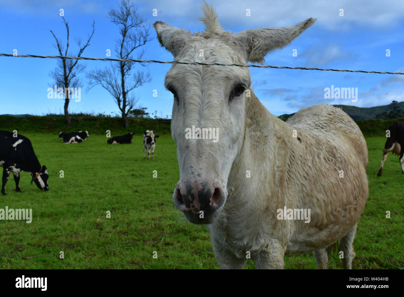 Sweet faced burro watching over a field full of cows Stock Photo - Alamy
