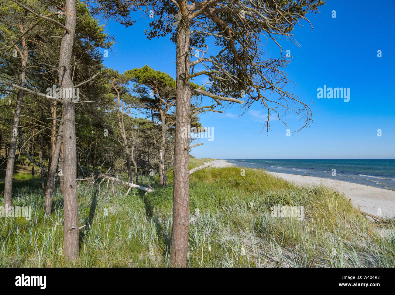 Dueodde, Denmark. 28th June, 2019. The coastal forest with the dunes at ...