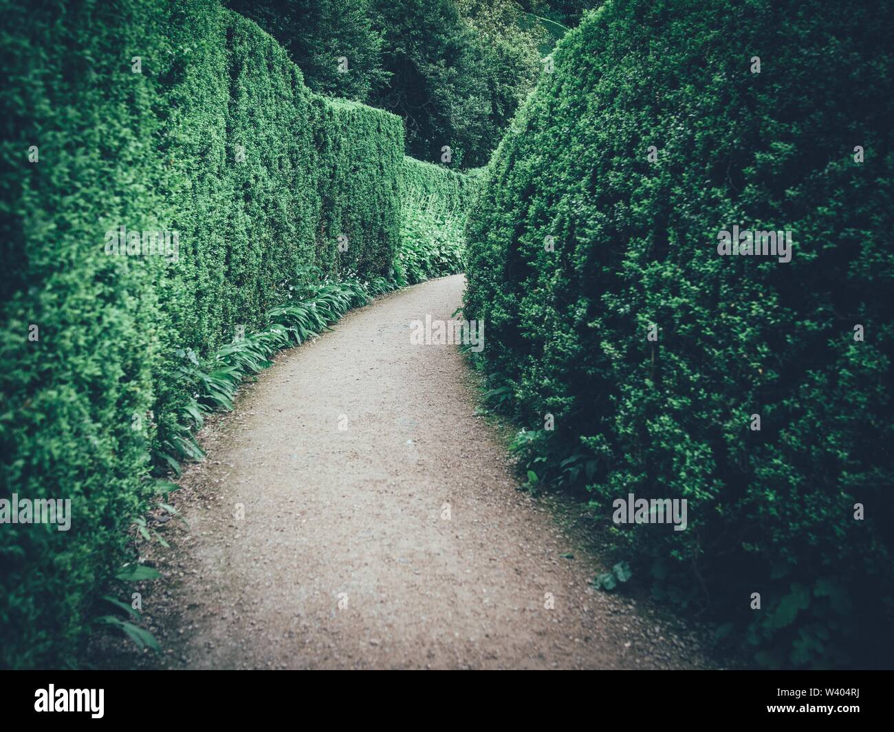 Narrow road surrounded by tall beautiful greenery in a large maze Stock ...
