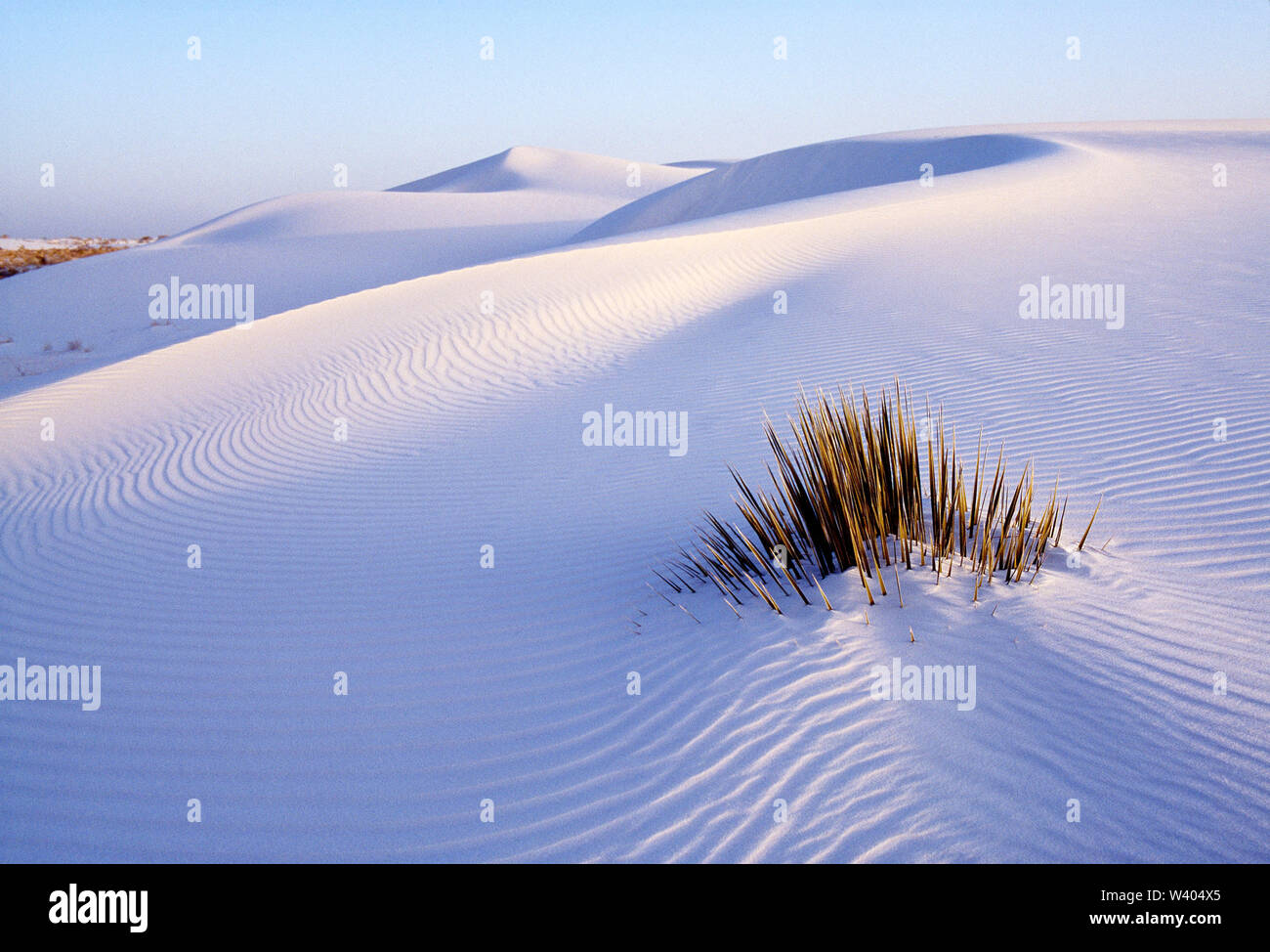 Sacaton grasses hi-res stock photography and images - Alamy
