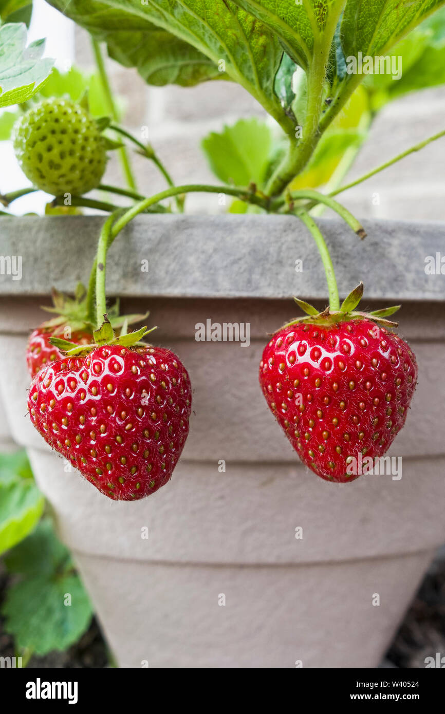 Growing strawberries in pot hi-res stock photography and images - Alamy