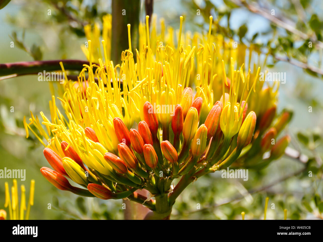 Agave flower hi-res stock photography and images - Alamy