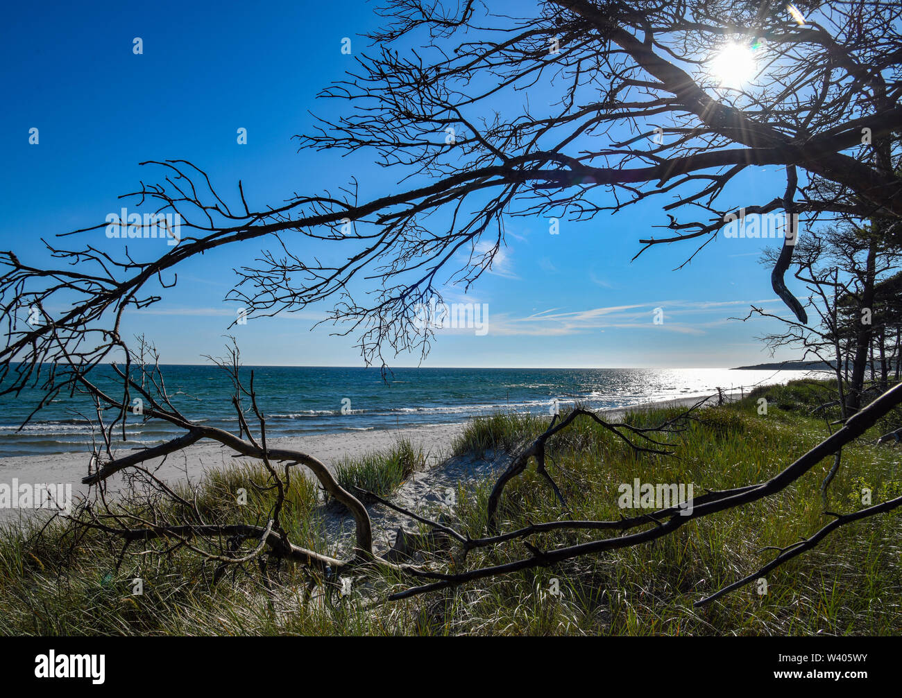 Dueodde, Denmark. 28th June, 2019. The coastal forest with the dunes at ...