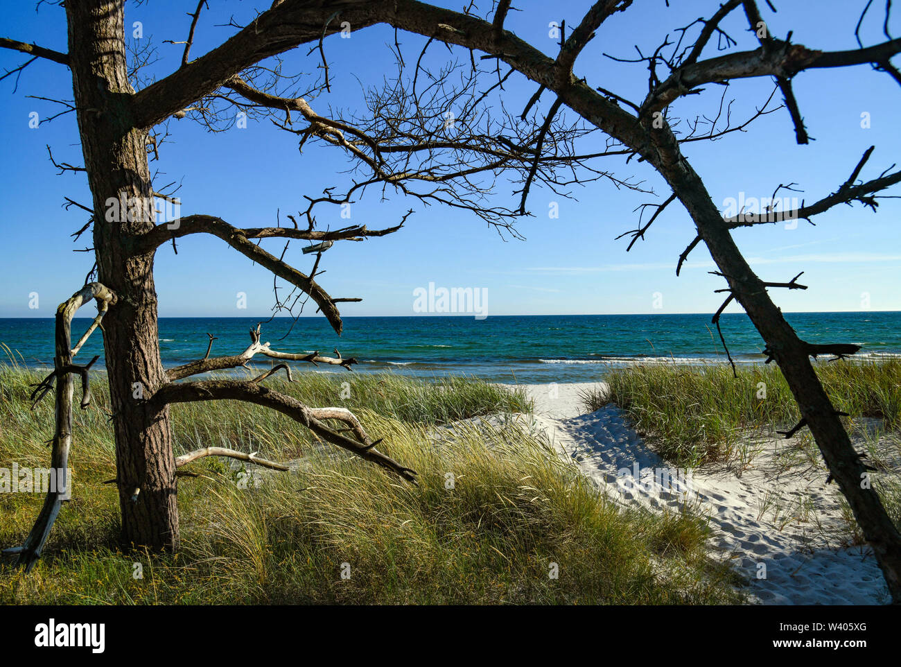 Dueodde, Denmark. 28th June, 2019. The coastal forest with the dunes at ...