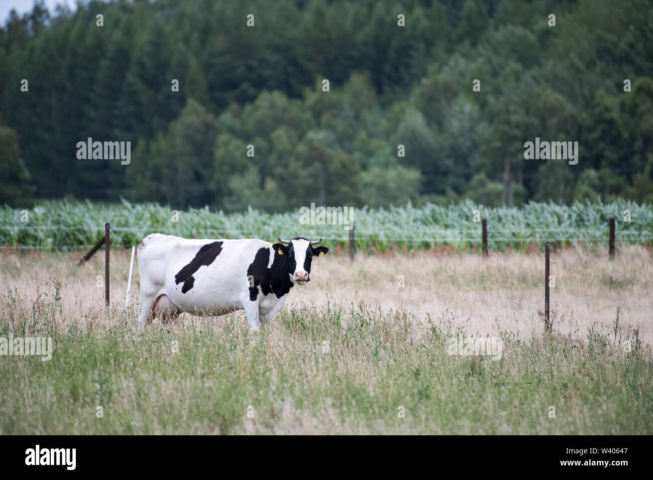 Cow in Kielno, Poland. July 7th 2019 © Wojciech Strozyk / Alamy Stock ...