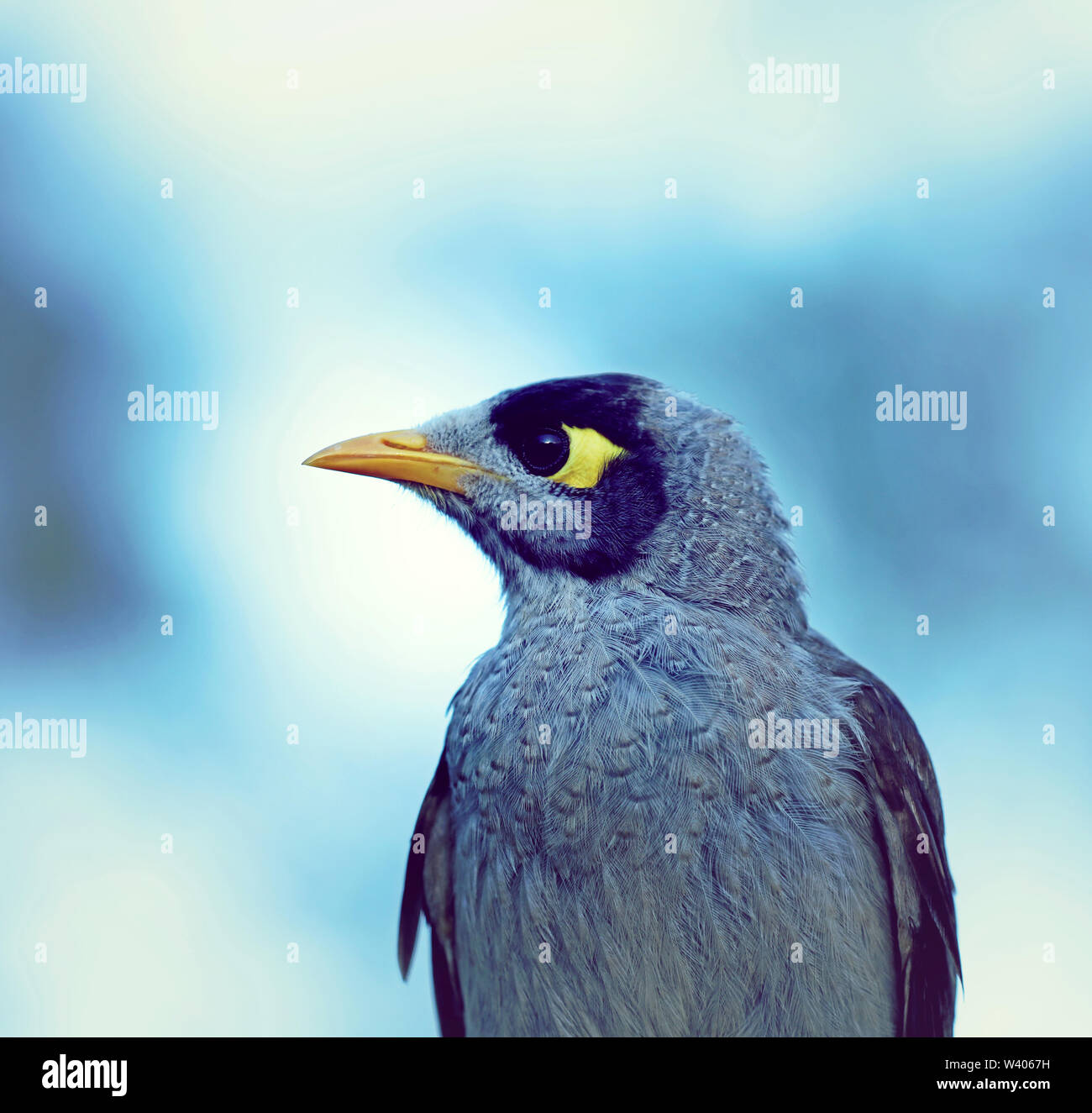 Myna in portrait in Australia Stock Photo - Alamy