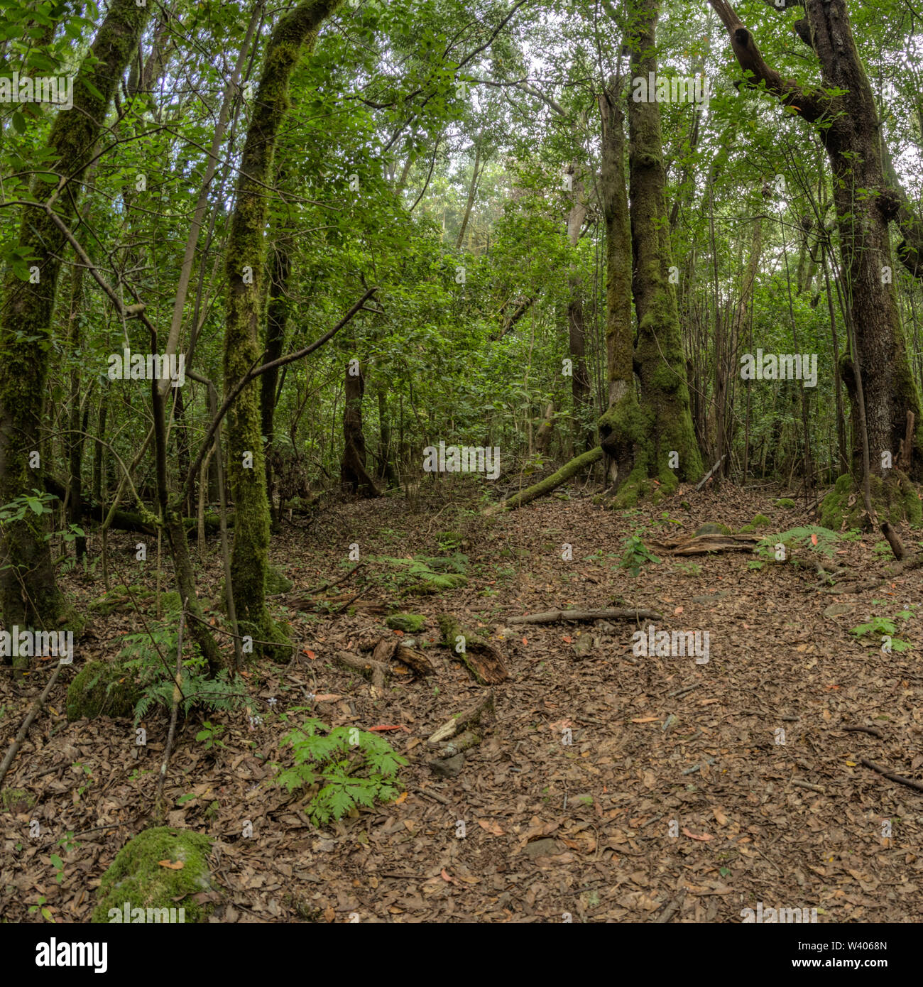 Relict forest on the slopes of the mountain range of the Garajonay ...