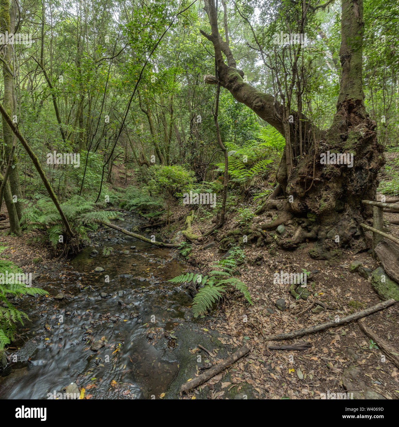 Relict forest on the slopes of the mountain range of the Garajonay ...