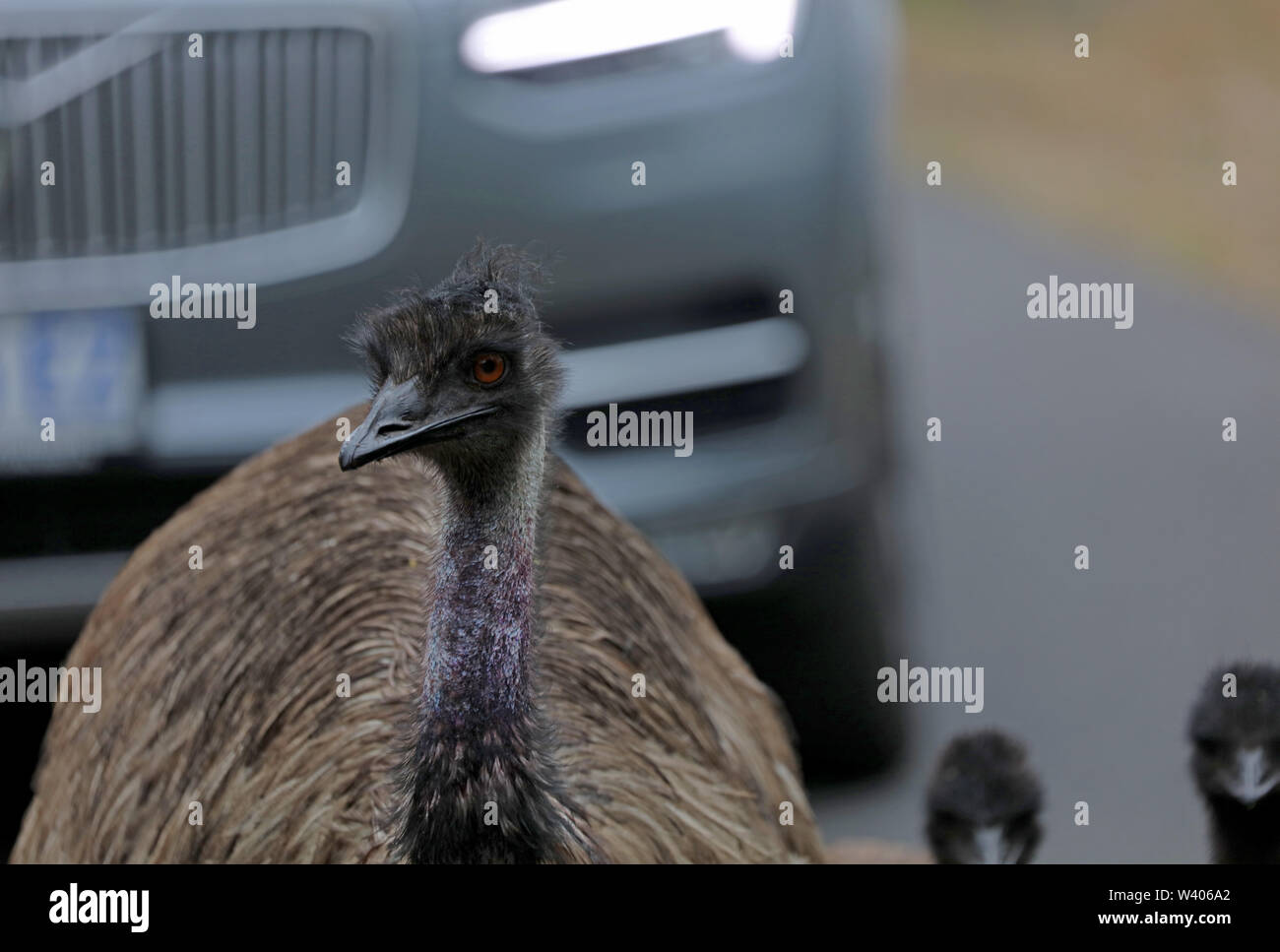 Emu on the search for food Stock Photo - Alamy