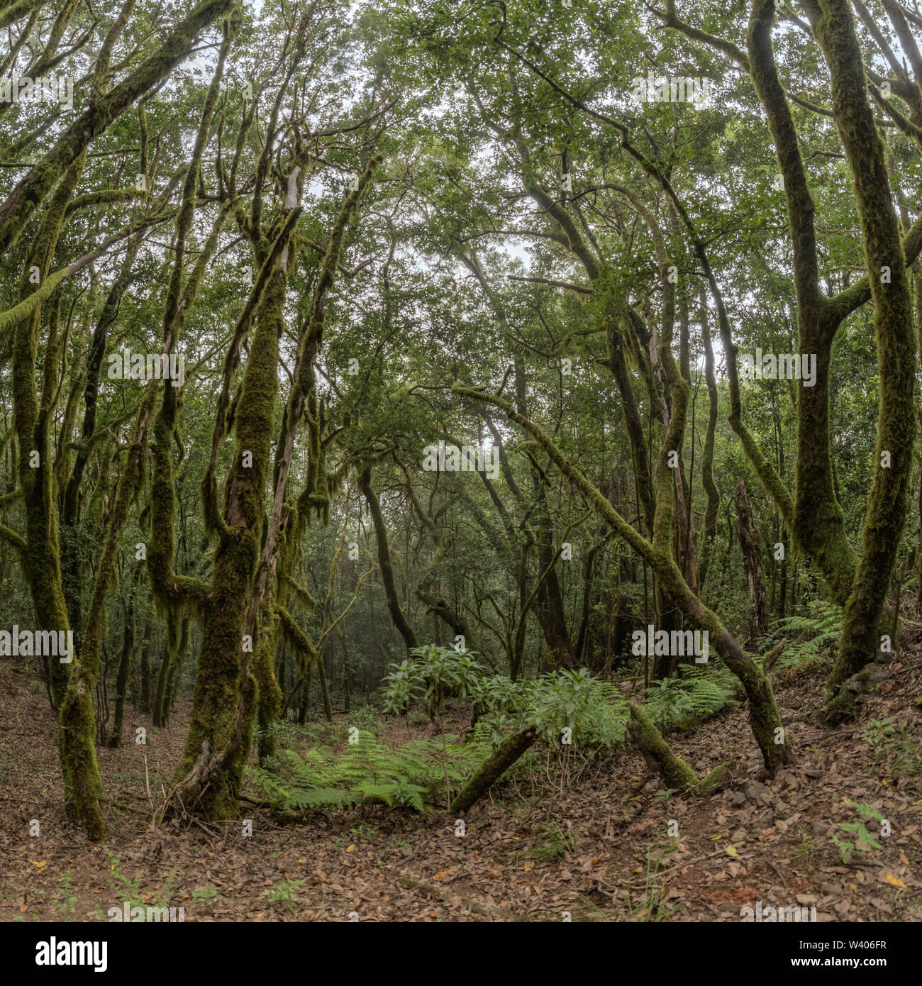 Relict forest on the slopes of the mountain range of the Garajonay ...