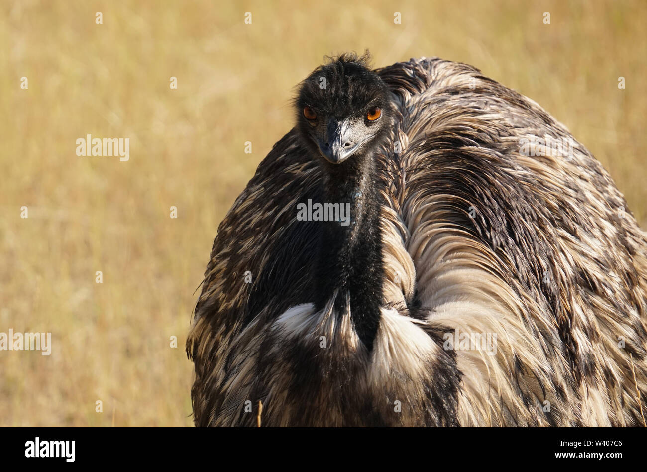 Emu looking very serious hi-res stock photography and images - Alamy