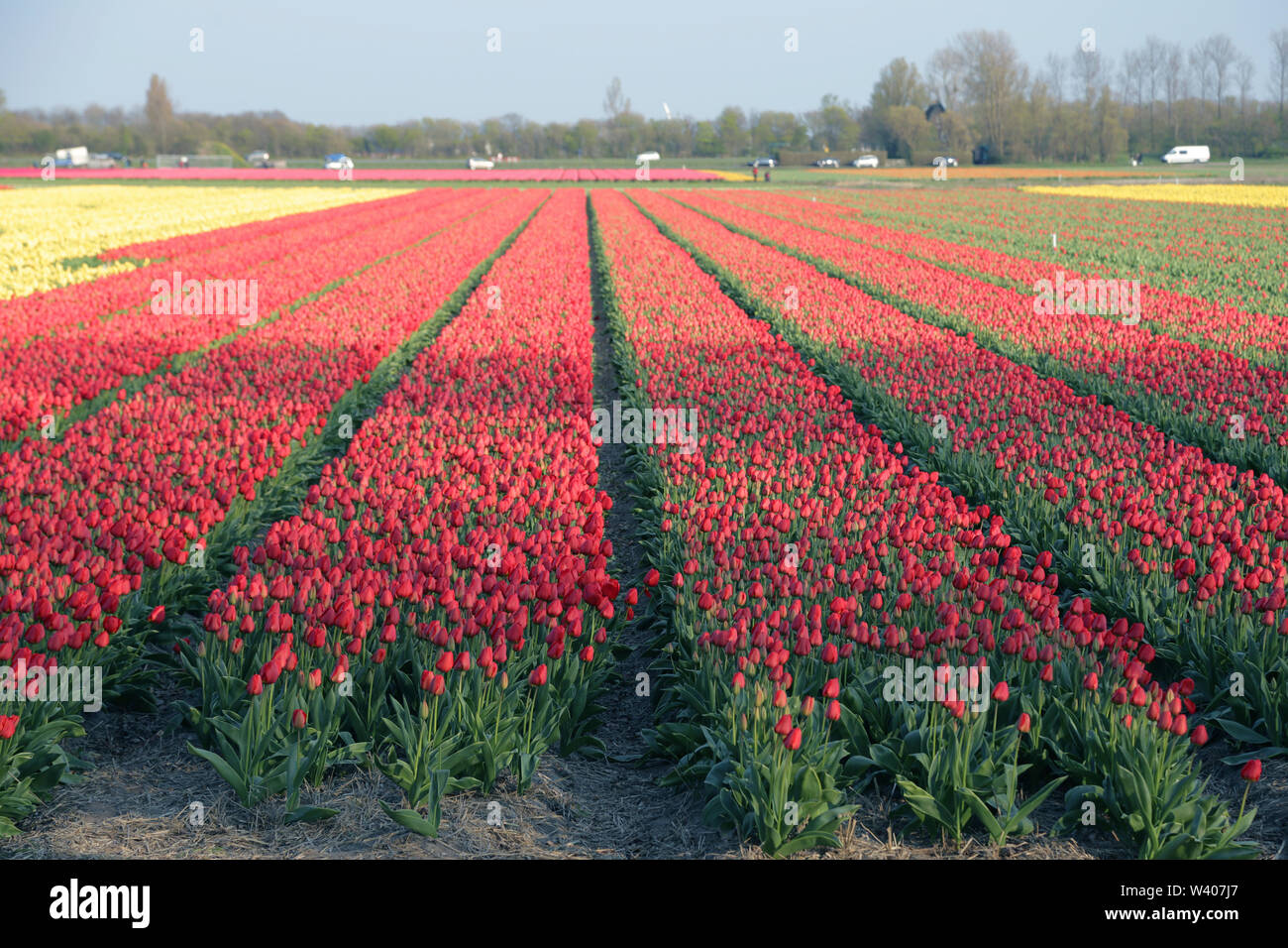 Dutch field hi-res stock photography and images - Alamy