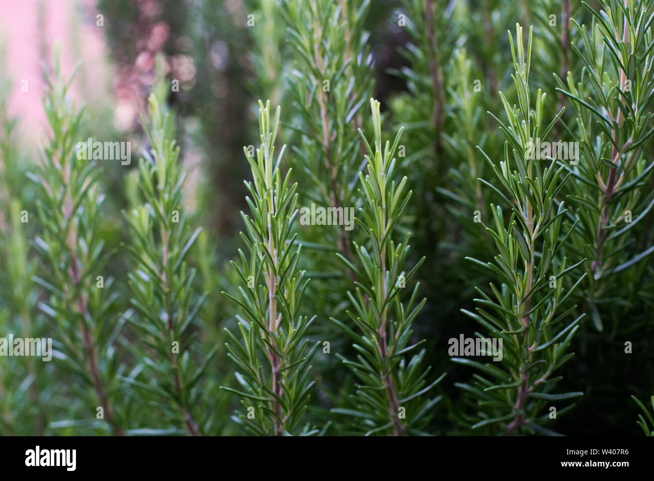 Rosemary branches hi-res stock photography and images - Alamy