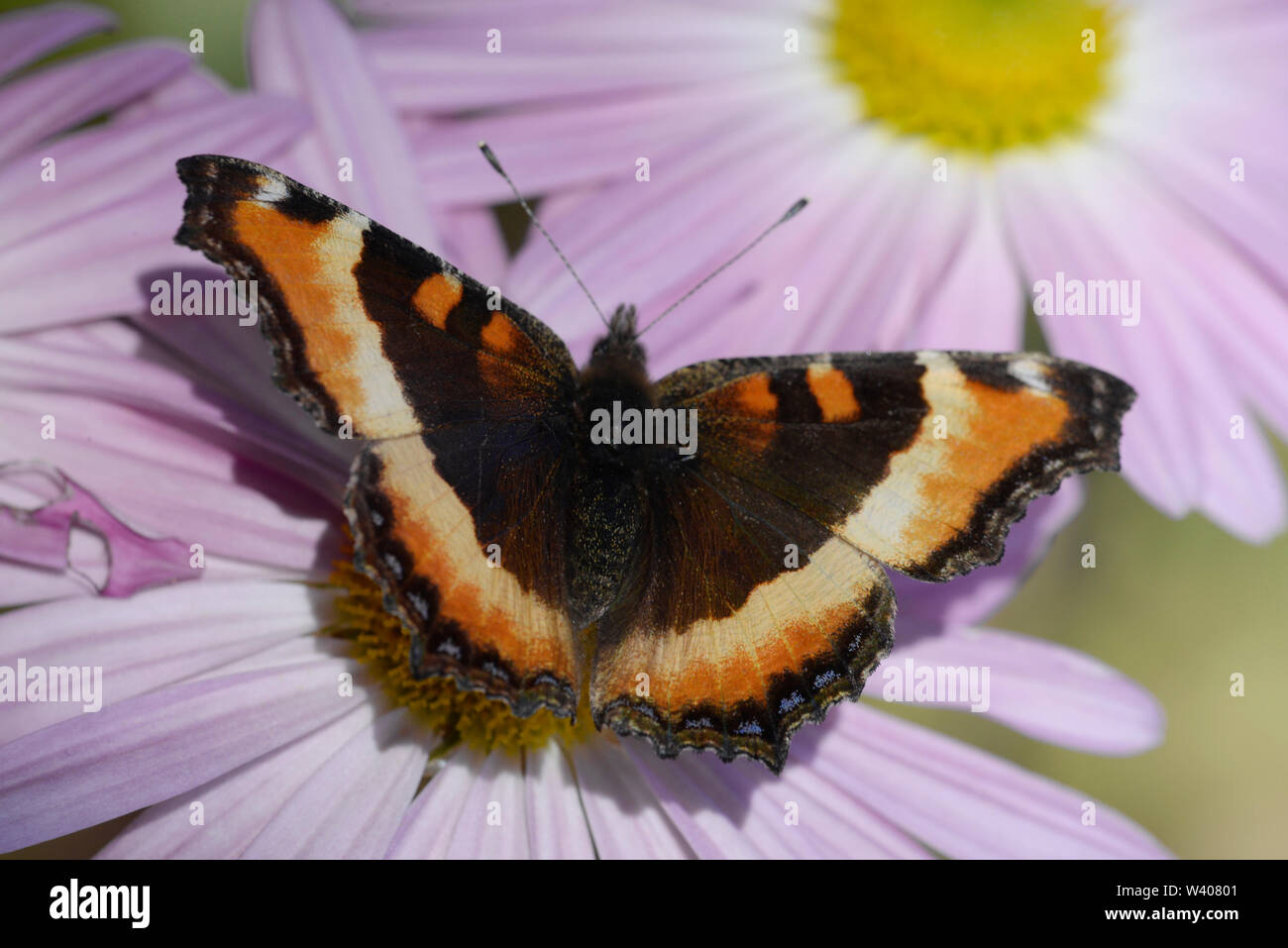 Butterfly wings eyes hi-res stock photography and images - Alamy