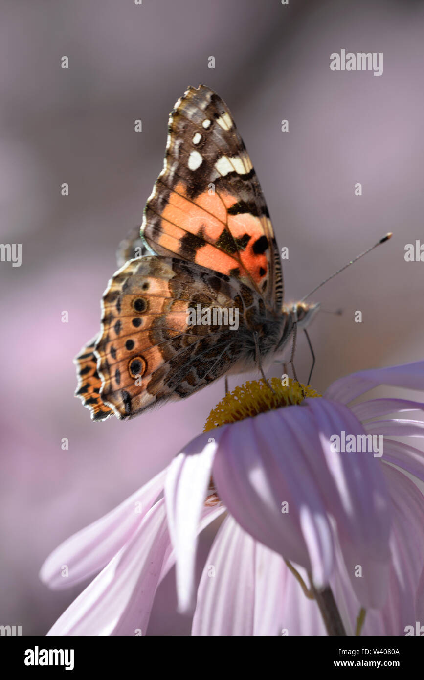 Painted lady wings underside hi-res stock photography and images - Alamy