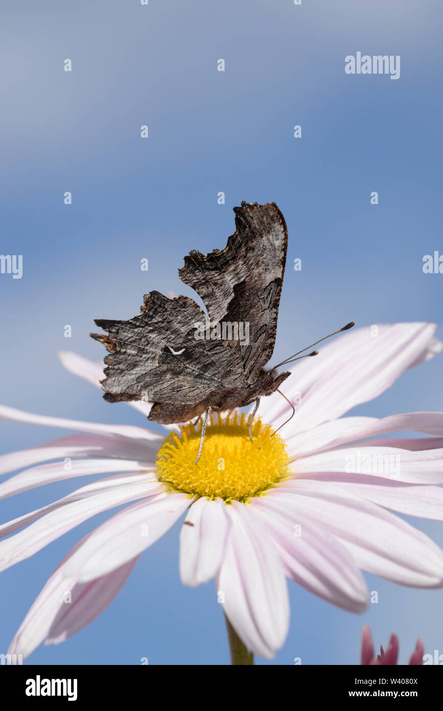 Butterfly top view blue hi-res stock photography and images - Alamy