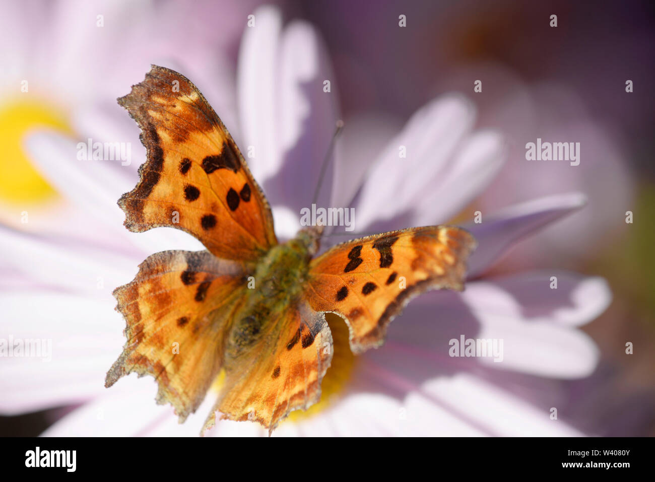 Satyr butterflies hi-res stock photography and images - Alamy