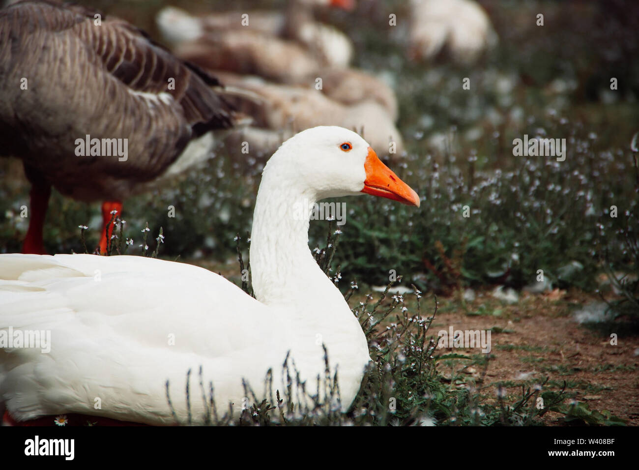 White duck goose hi-res stock photography and images - Alamy