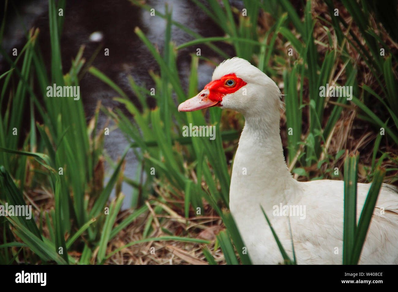 White duck goose hi-res stock photography and images - Alamy