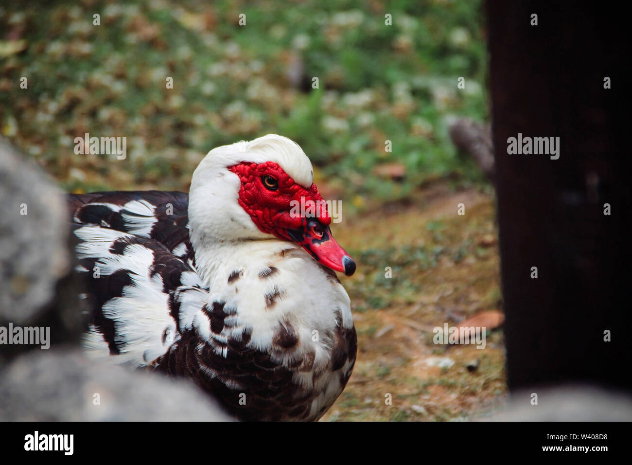 White duck goose hi-res stock photography and images - Alamy