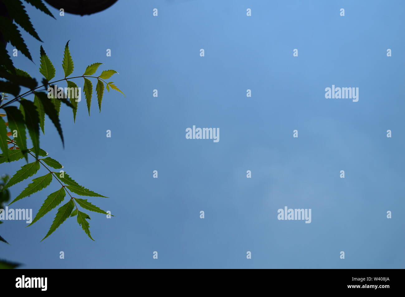 Neem sapling hi-res stock photography and images - Alamy