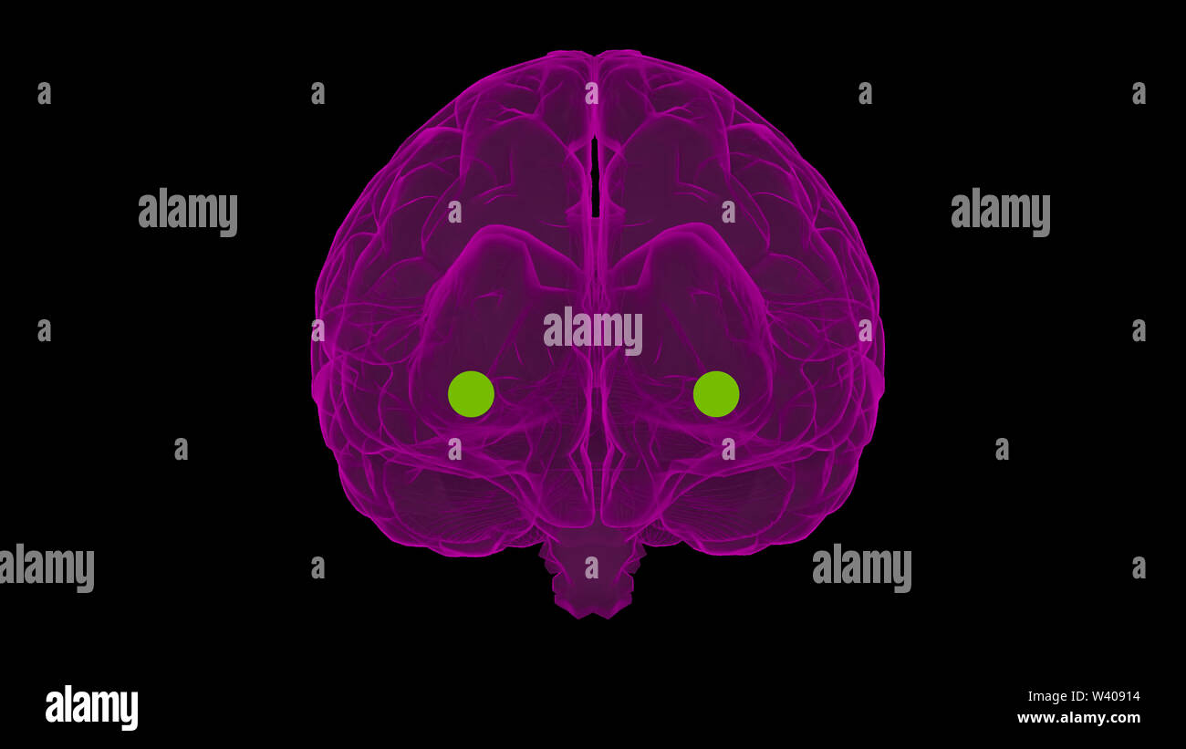Medically illustration of the amygdaloid body. 3D render Stock Photo ...