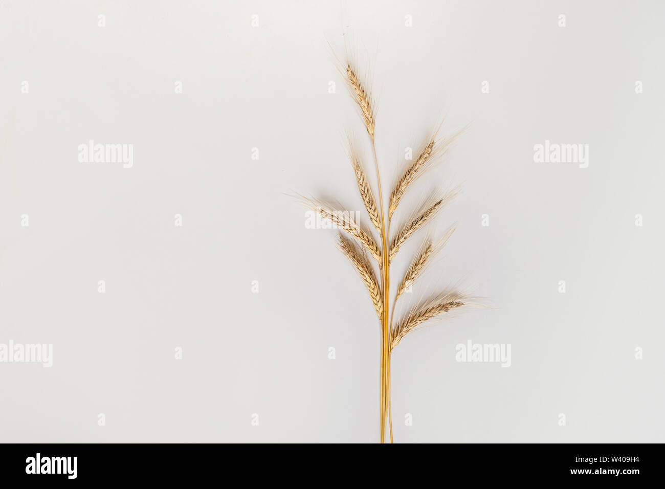 A bunch of rye on a white background, top view Stock Photo - Alamy