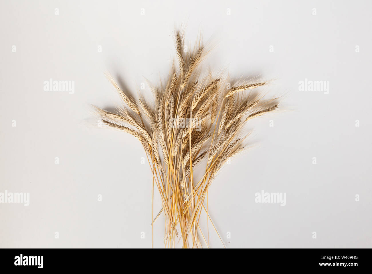 Rye top view hi-res stock photography and images - Alamy