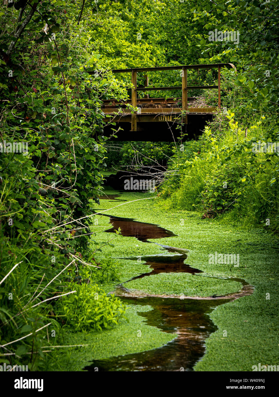 Abandoned railroad bridge hidden in green trees and leading over a ...