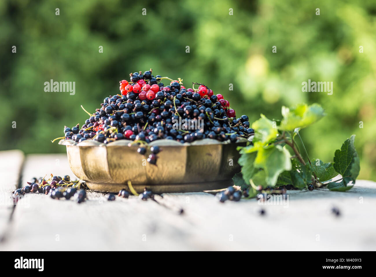 Black currant plant hi-res stock photography and images - Alamy