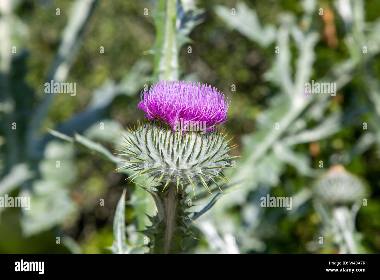 Large Thistle plant Stock Photo - Alamy