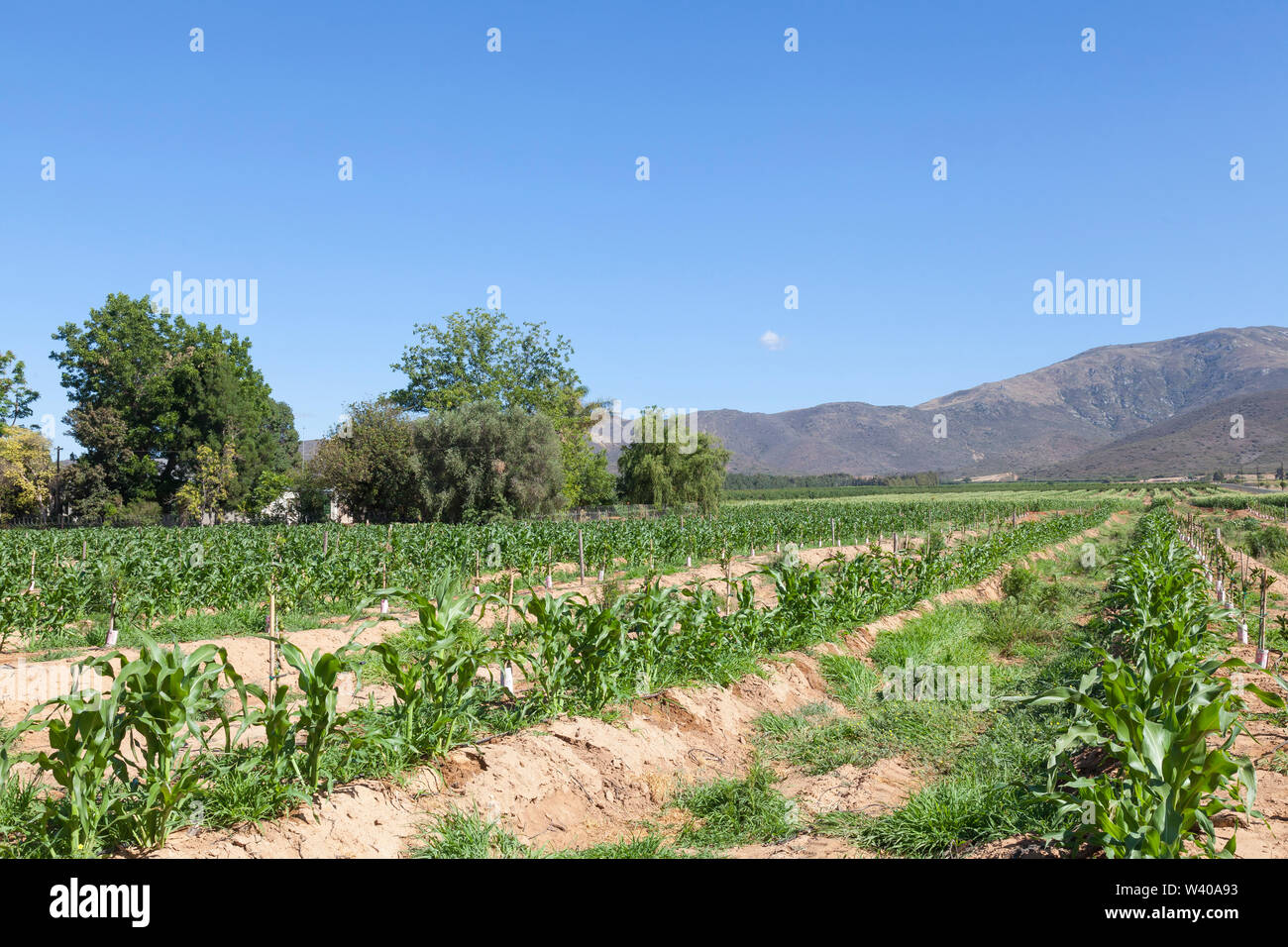 Planting trees africa hi-res stock photography and images - Alamy
