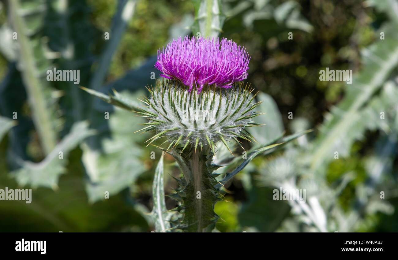 Cotton scotch thistle hi-res stock photography and images - Alamy