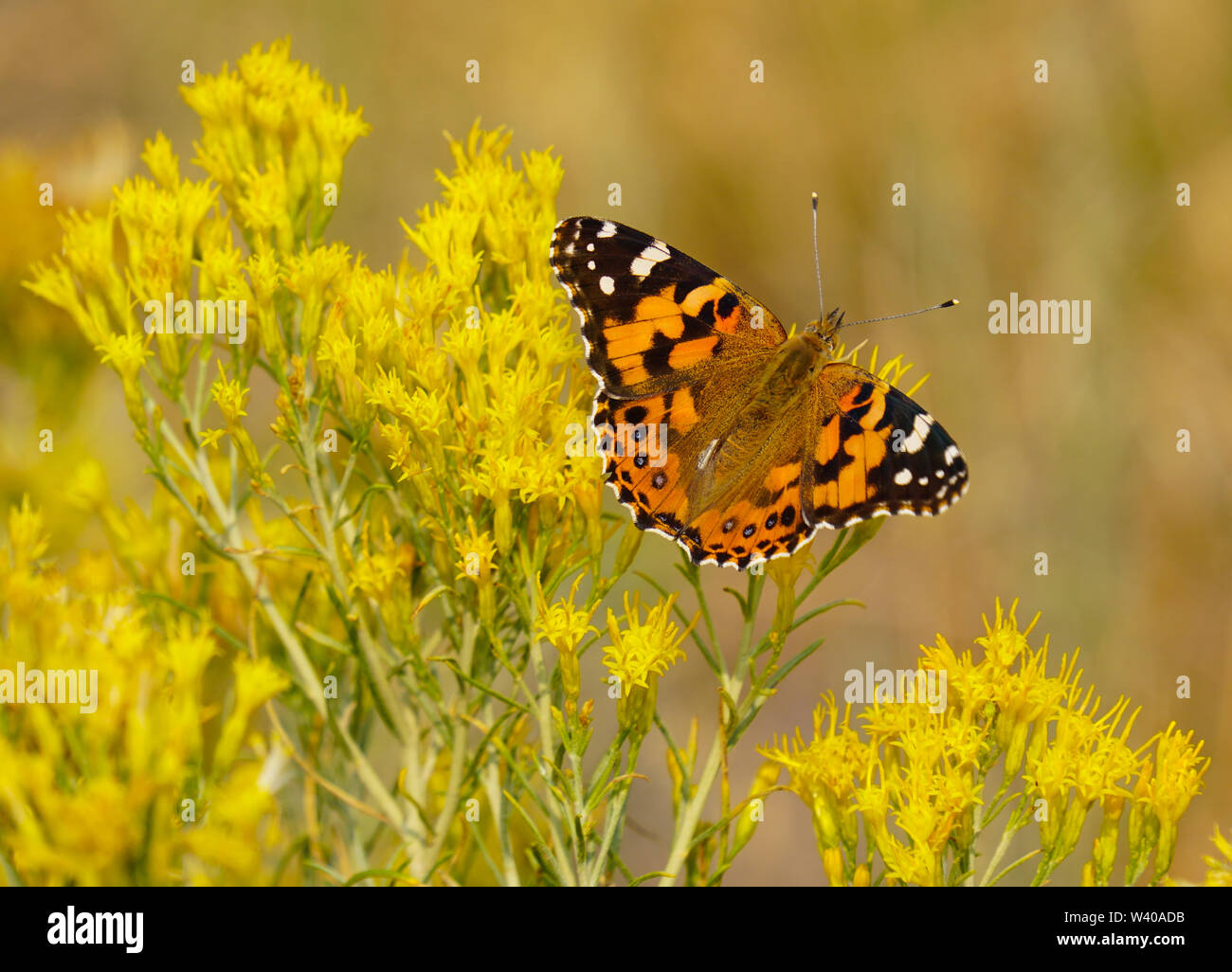 Hawaiian monarch butterflies hi-res stock photography and images - Alamy