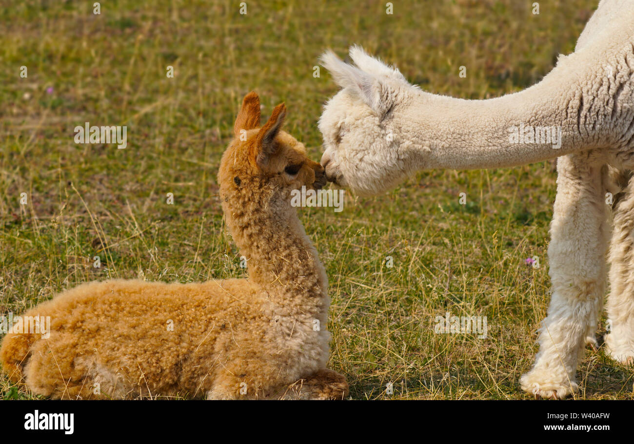 Two Young Alpaca Share a Tender Moment Stock Photo - Alamy