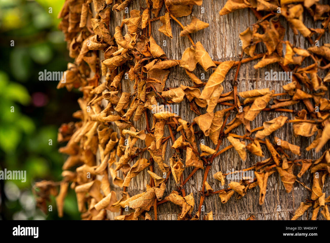 Dead Vines Stock Photos & Dead Vines Stock Images - Alamy
