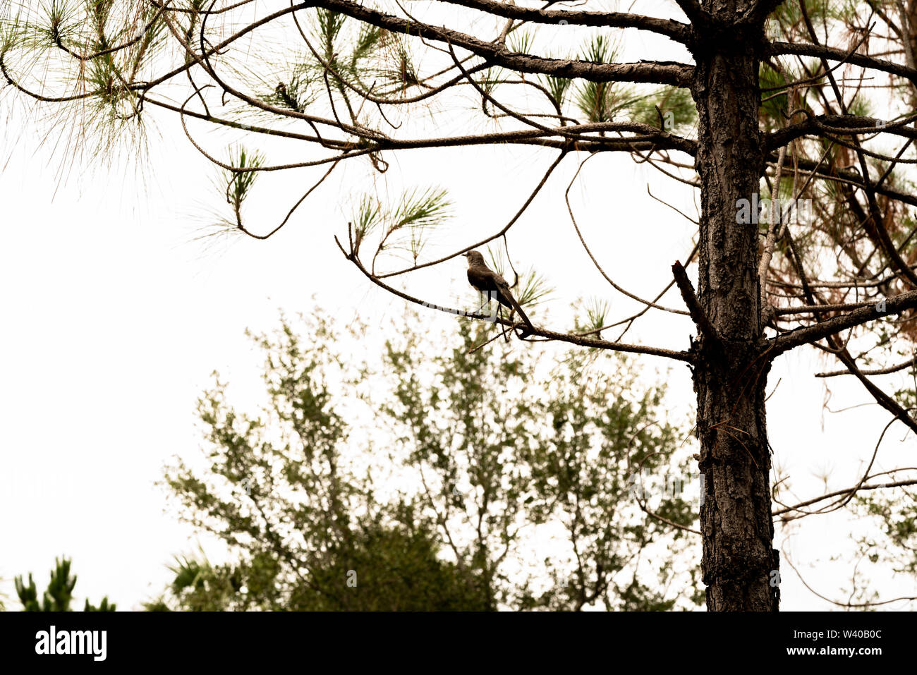 Singing forest hi-res stock photography and images - Alamy