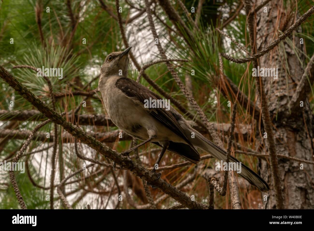 Singing forest hi-res stock photography and images - Alamy