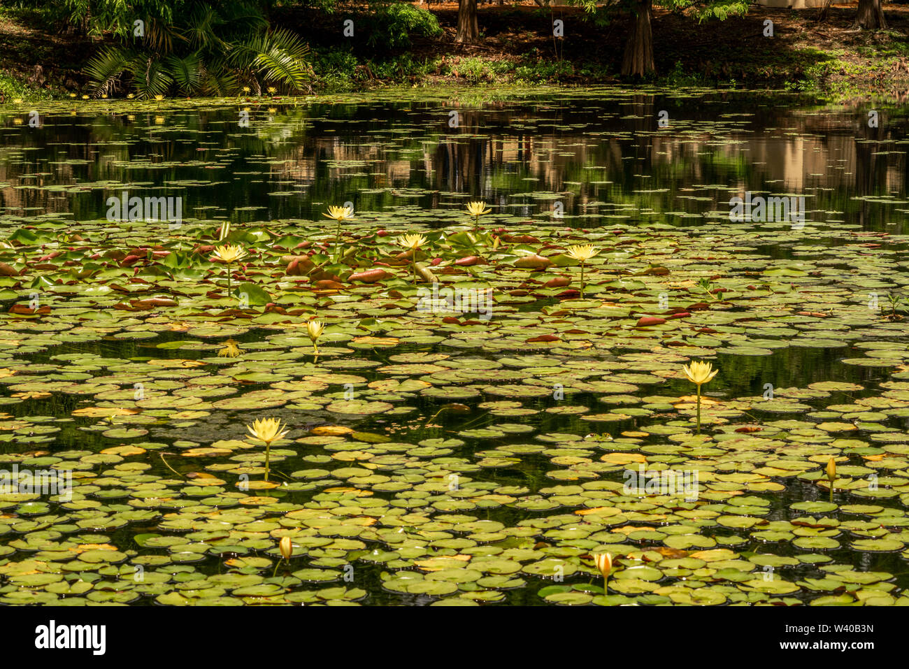 Lily pads pond flowers hi-res stock photography and images - Alamy