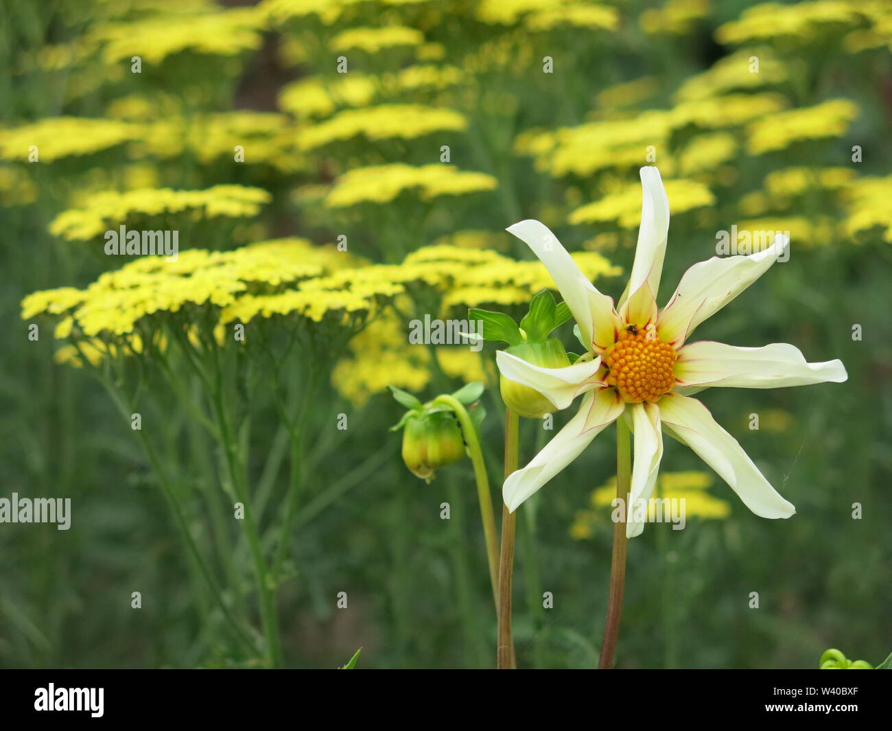 Close-up of pinwheel-shaped dahlia 'Honka' against a sea of yellow ...