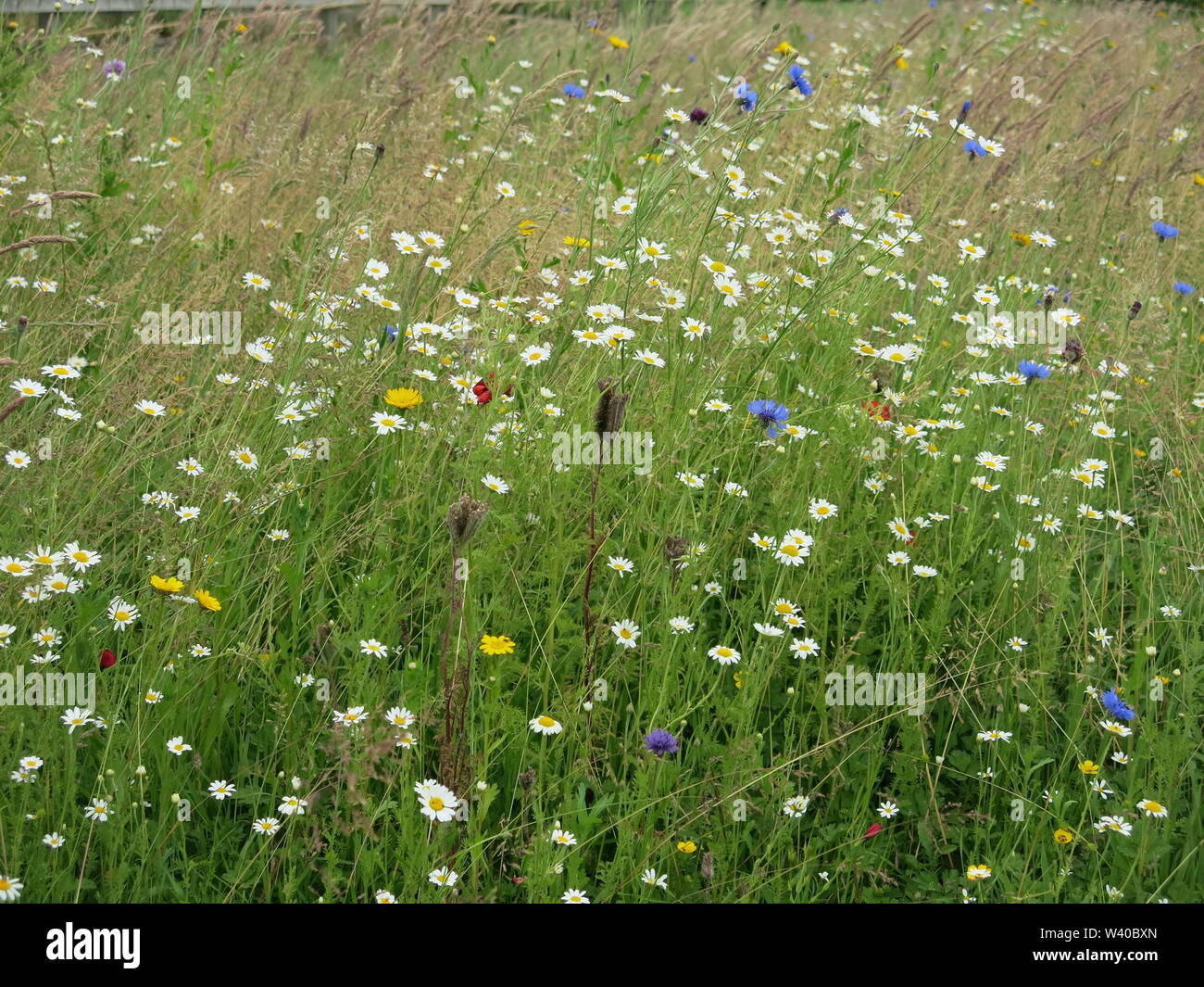 English Wildflower Meadow High Resolution Stock Photography and Images ...