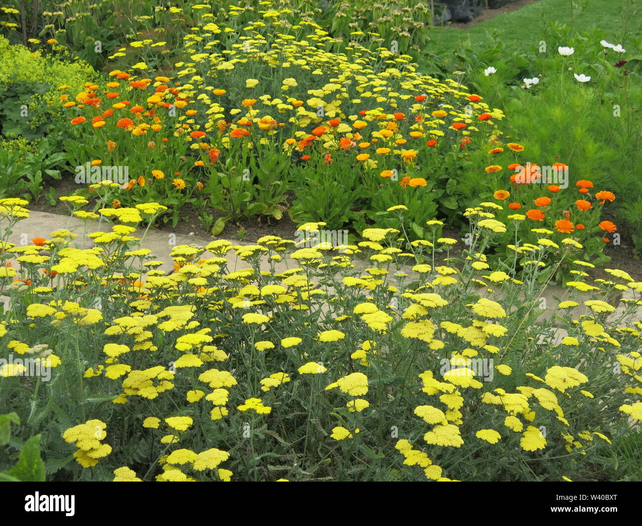 A pathway in an English summer garden is flanked by colourful borders ...