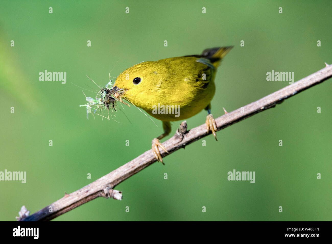 Wood eating insects hi-res stock photography and images - Alamy