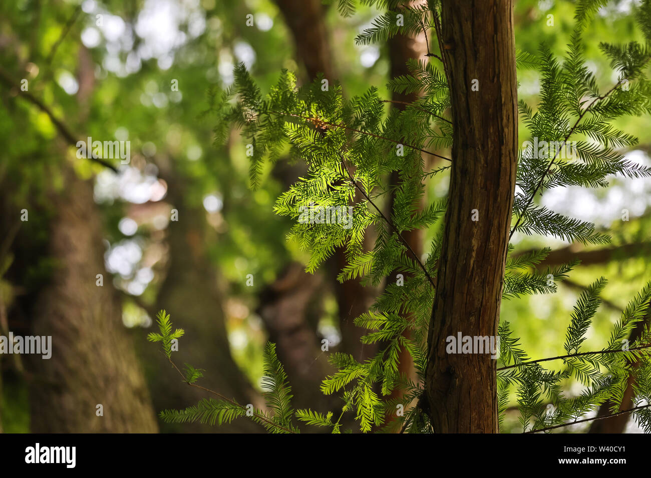forestscape summer background hdr Stock Photo - Alamy