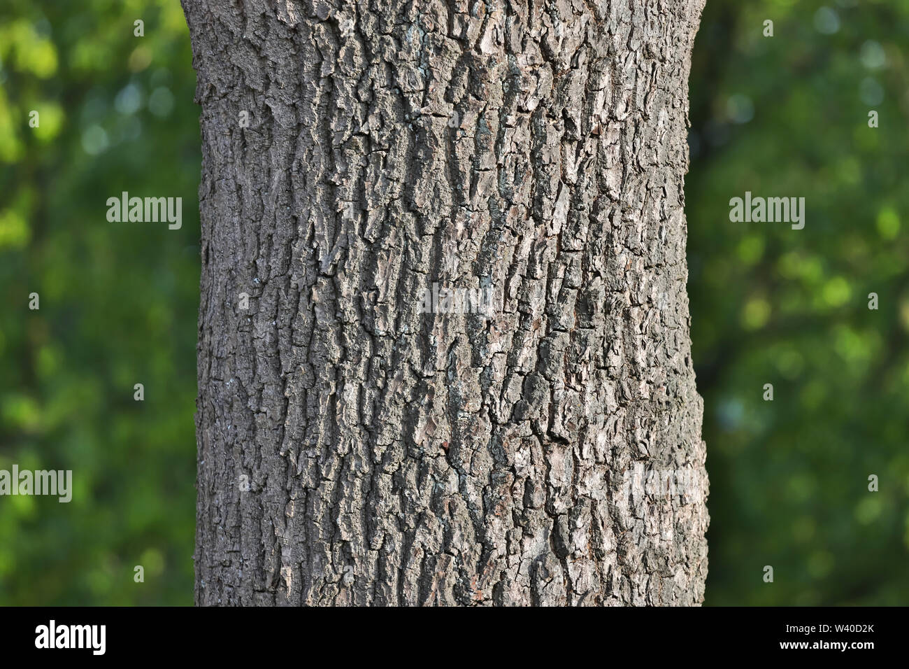 tree bark forest background Stock Photo - Alamy