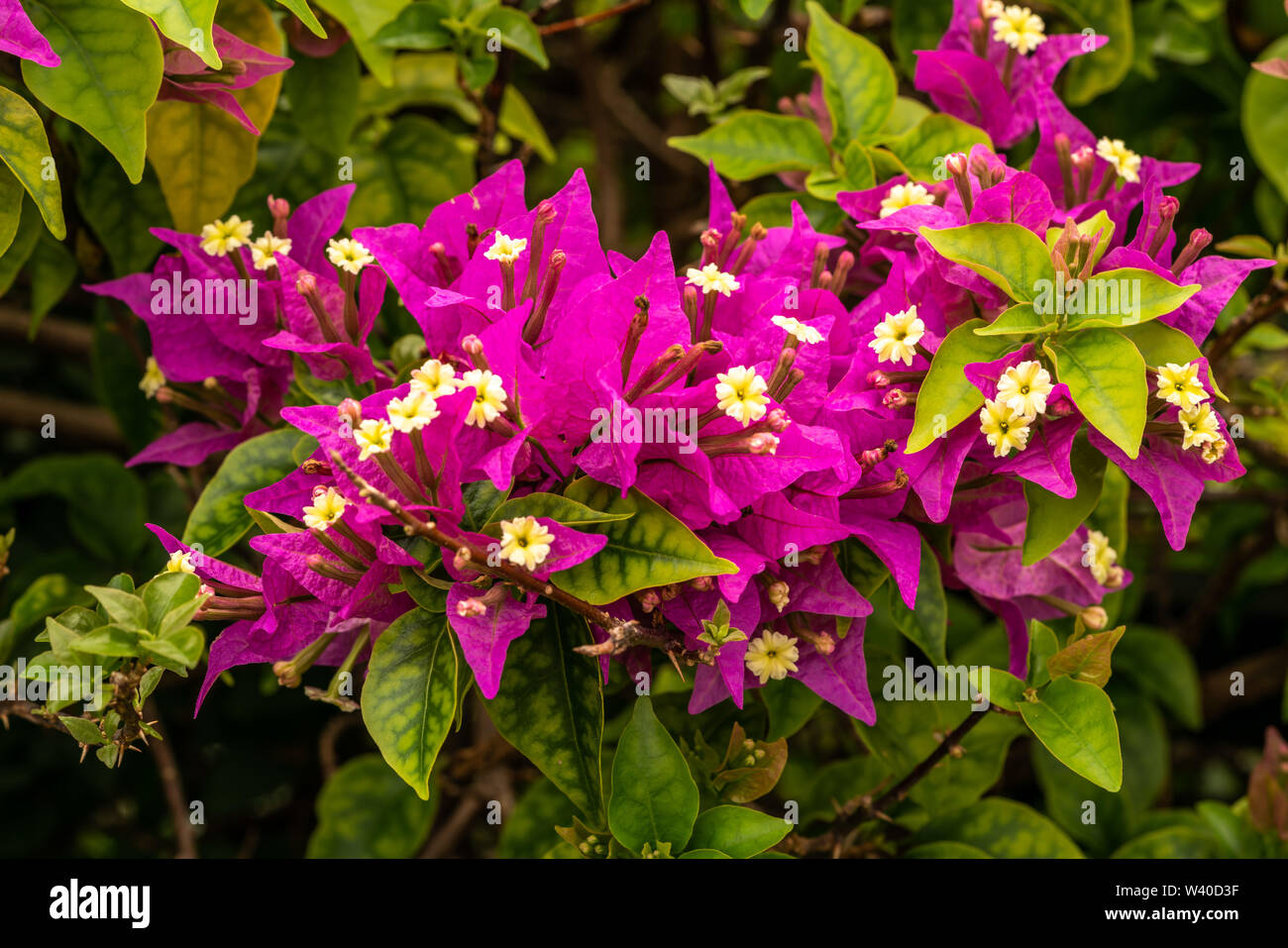 Beauty bushes hi-res stock photography and images - Alamy