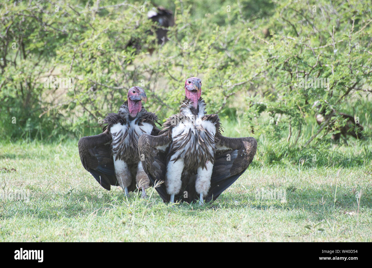 Two vultures hi-res stock photography and images - Alamy