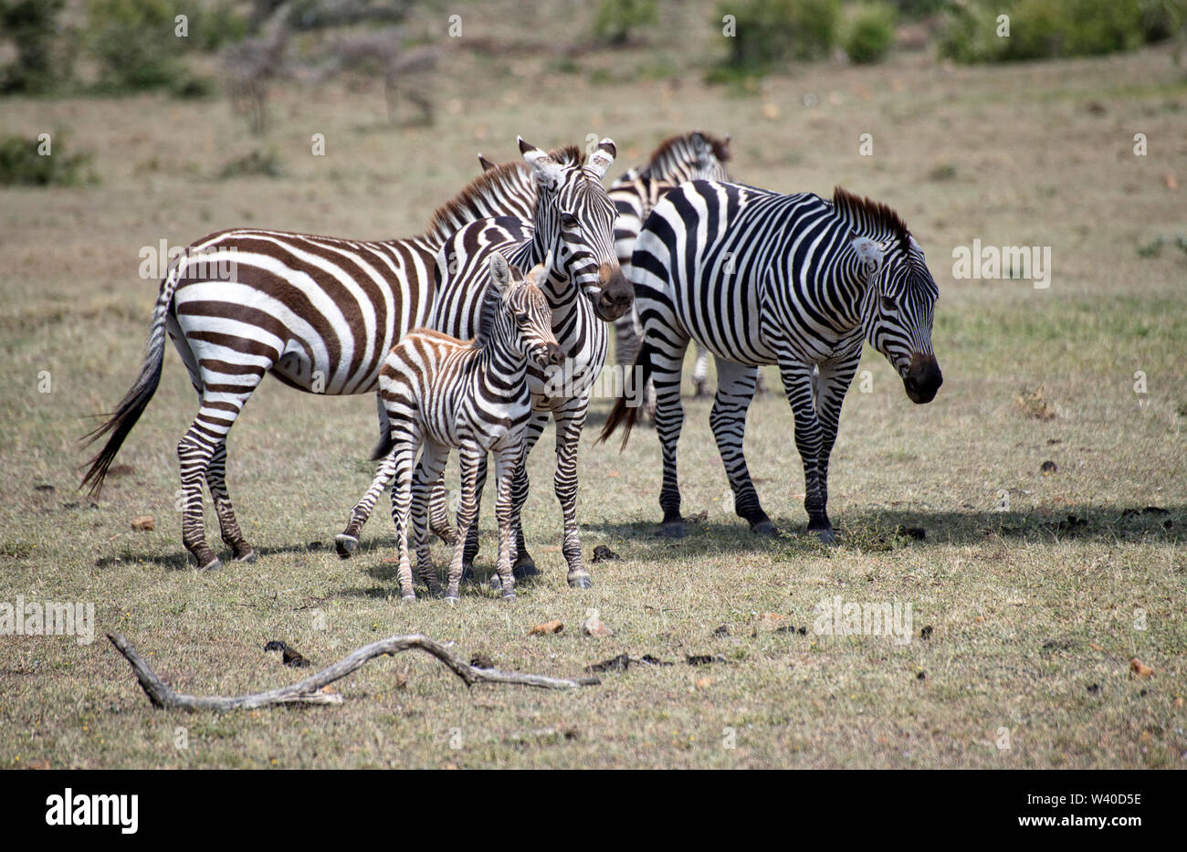 Family of zebra hi-res stock photography and images - Alamy